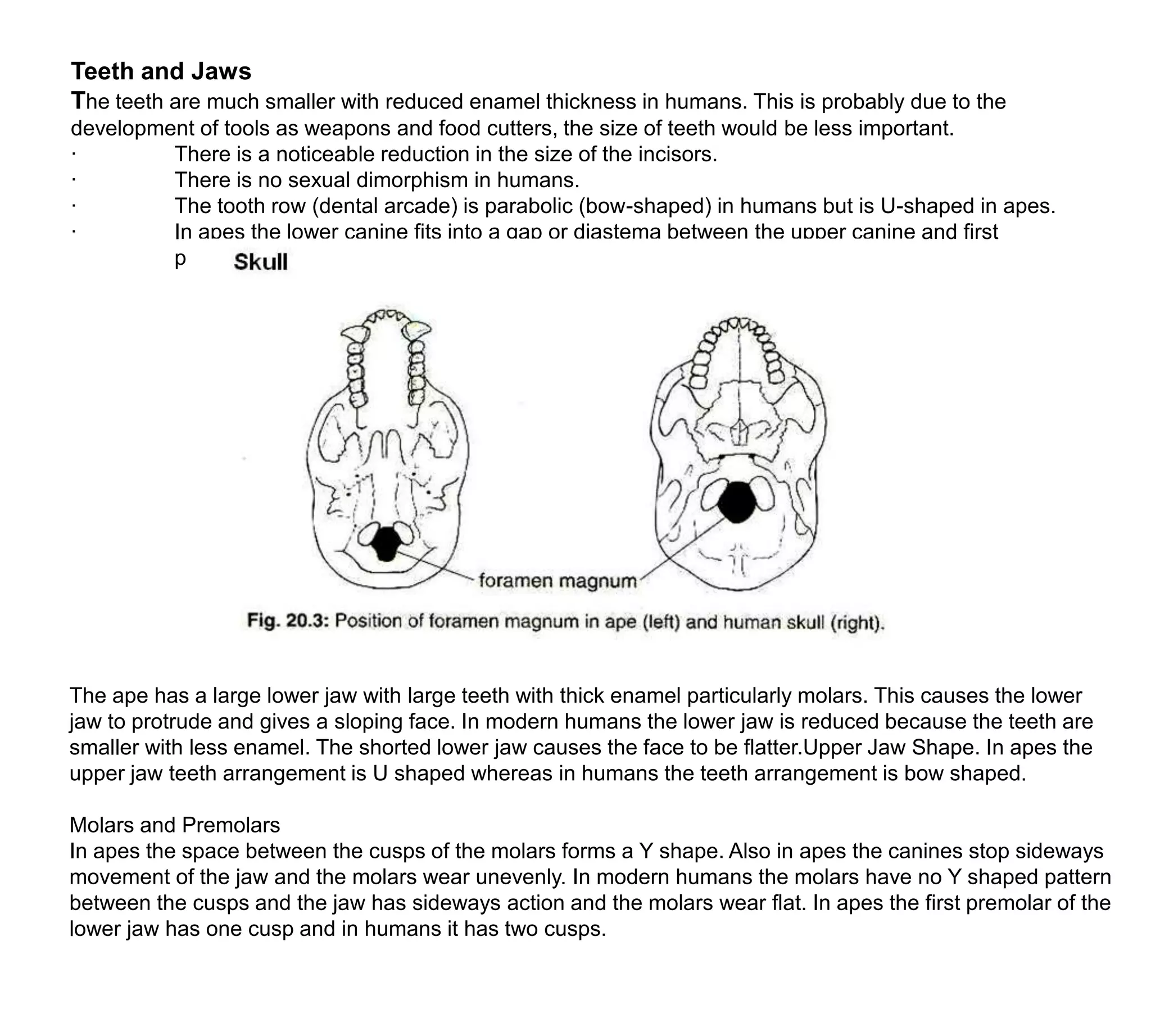 Apes Vs Humans & Skeletal Differences | PPTX