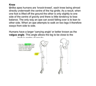 Apes Vs Humans & Skeletal Differences | PPTX