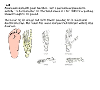 Apes Vs Humans & Skeletal Differences | PPTX