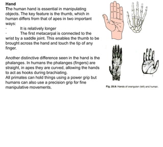 Apes Vs Humans & Skeletal Differences | PPTX