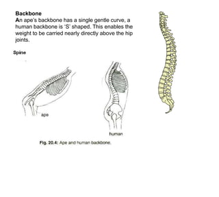 Apes Vs Humans & Skeletal Differences | PPTX