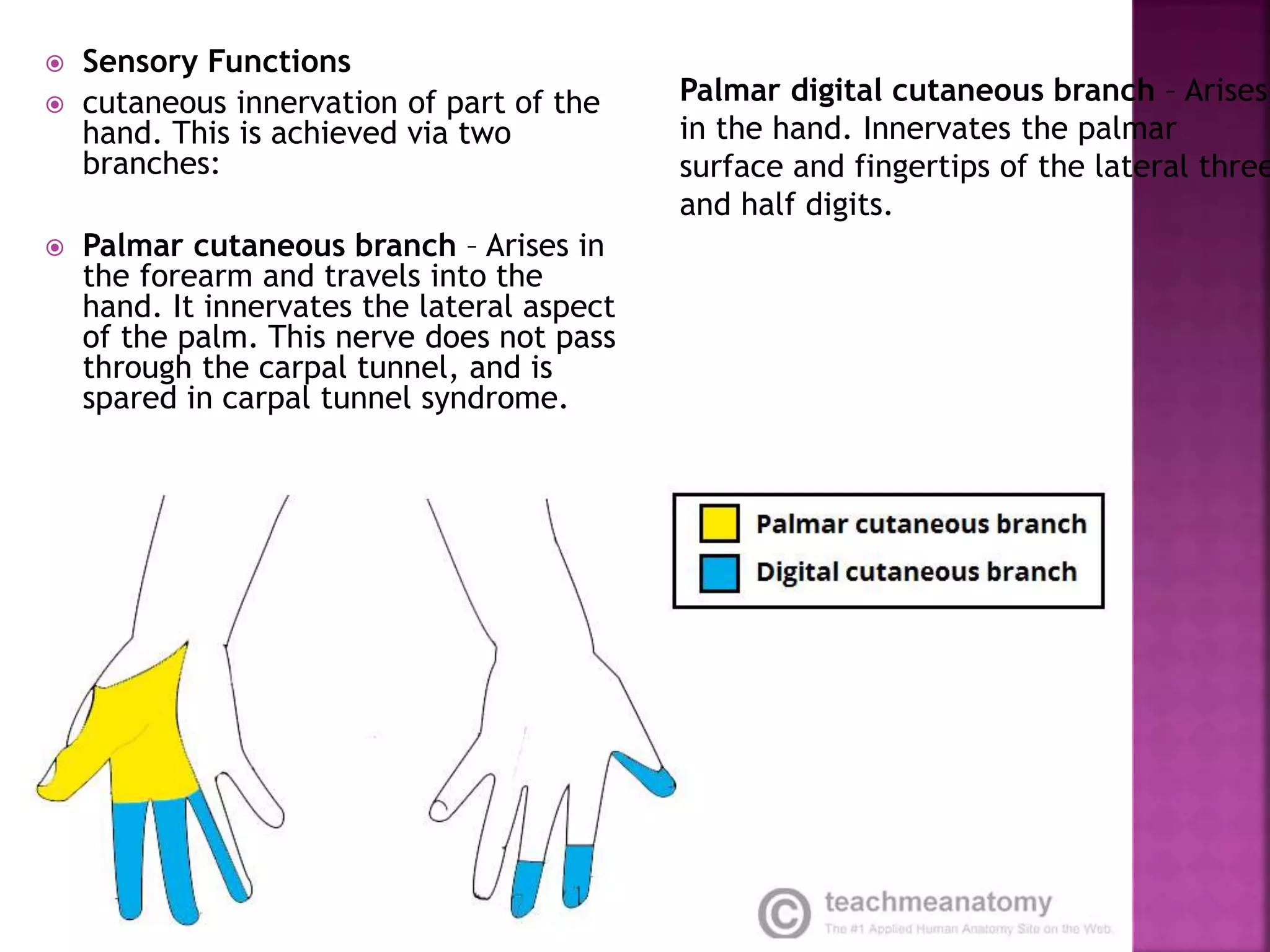 Ape thumb deformity to publish | PPTX