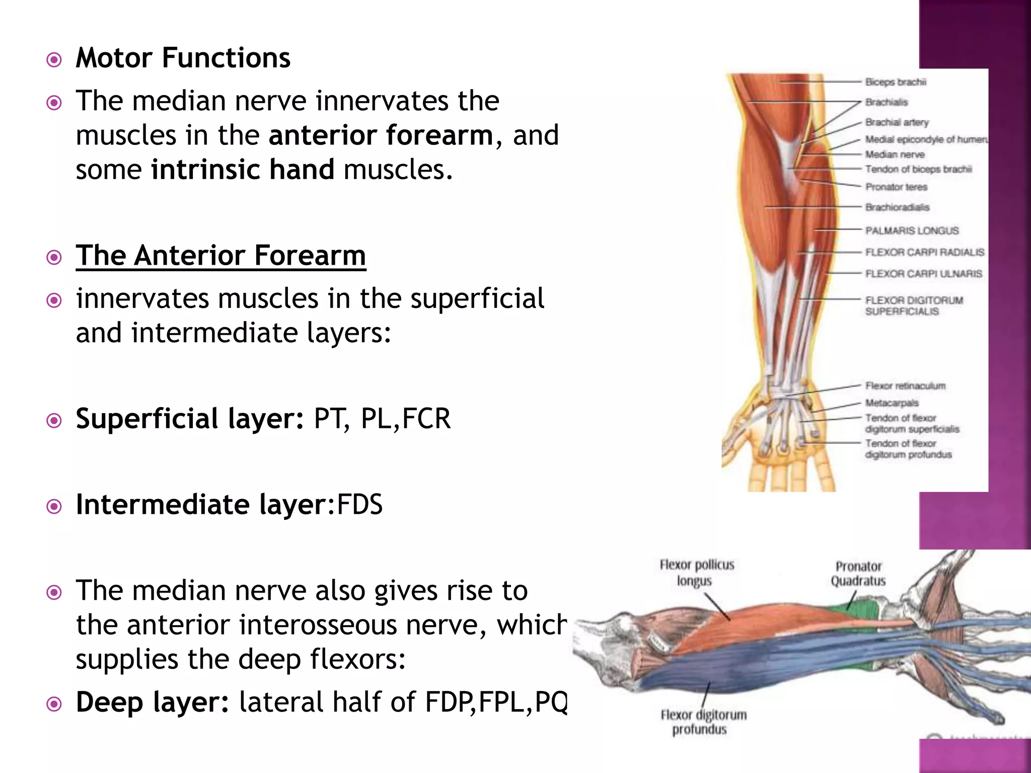 Ape thumb deformity to publish | PPTX