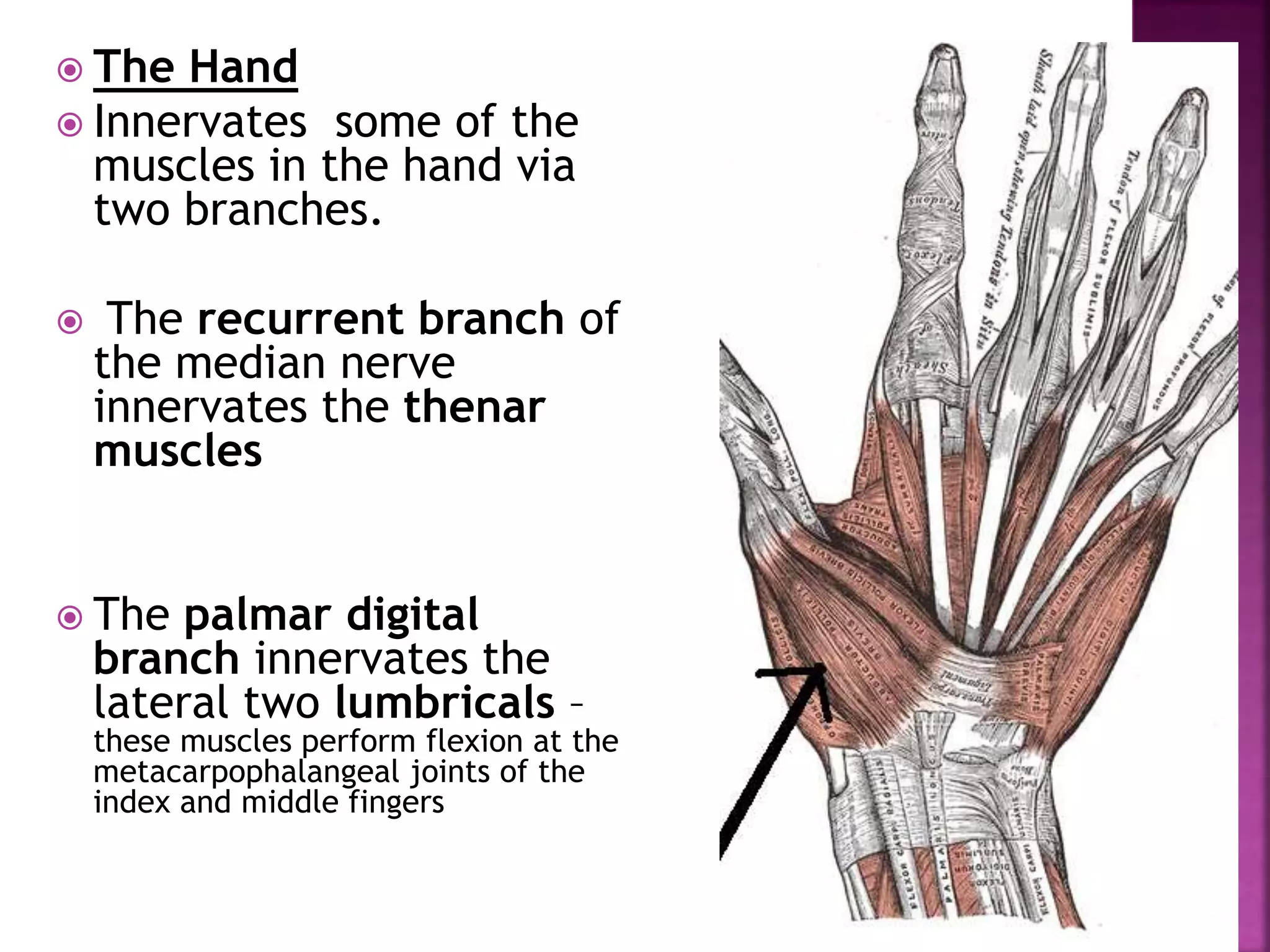 Ape thumb deformity to publish | PPTX