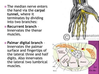Ape thumb deformity to publish | PPTX
