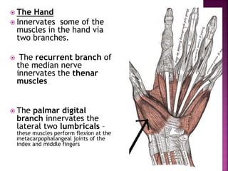 Ape Hand Deformity