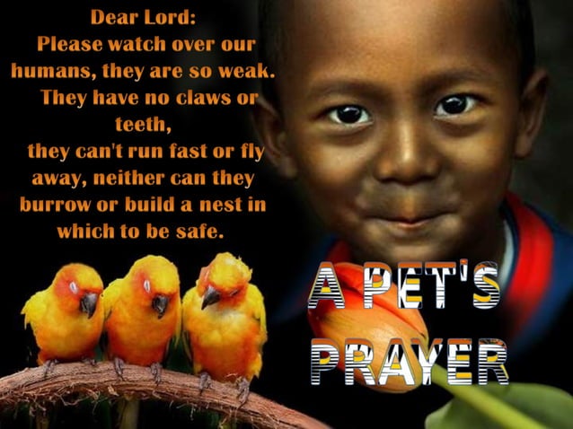 A pet's prayer | PPS