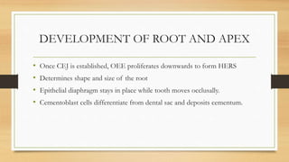 Apex and its significance in endodontics | PPTX