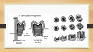 Apex and its significance in endodontics | PPTX