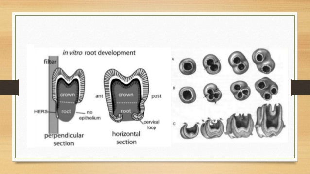 Apex and its significance in endodontics
