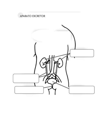 Aparato Excretor Para Colorear
