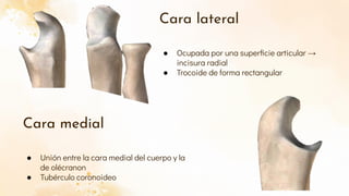 Apófisis Coronoides Cúbito