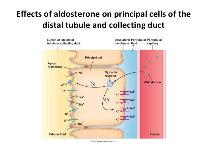 A p fluidandeletrolytebalance.bcc share