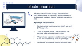 Genetic purity & DUS test , PPV&FRA | PPTX