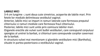 Ap genital fem anato i | PPTX
