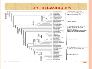 APG III Classification.pdf