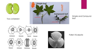 Taxonomy - APG IV system of Classification | PPT
