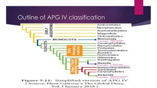 Taxonomy - APG IV system of Classification | PPTX