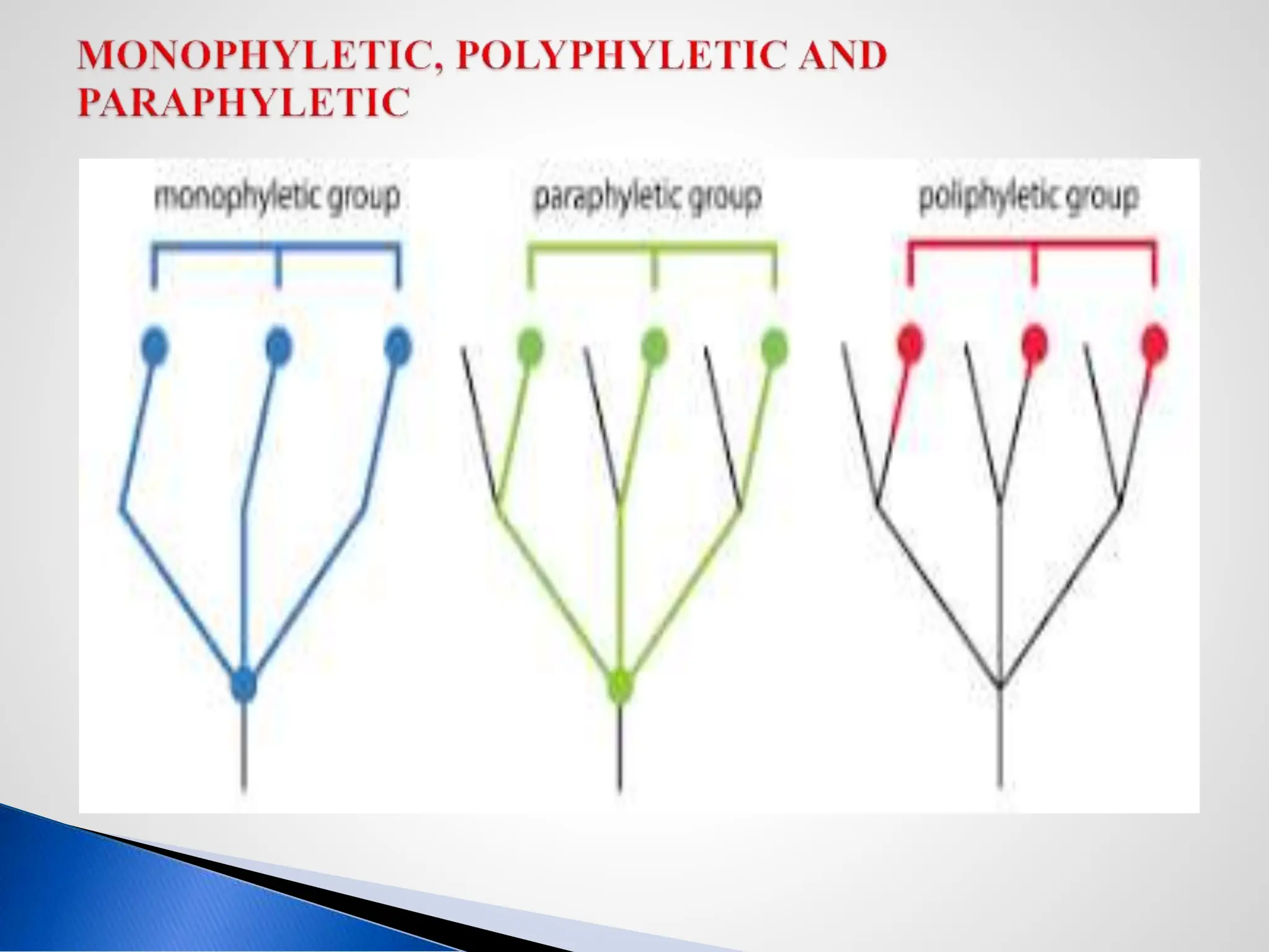 ANGIOSPERMS PHYLOGENY GROUP IV SYSTEM OF CLASSIFICATION.pdf
