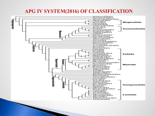ANGIOSPERMS PHYLOGENY GROUP IV SYSTEM OF CLASSIFICATION.pdf