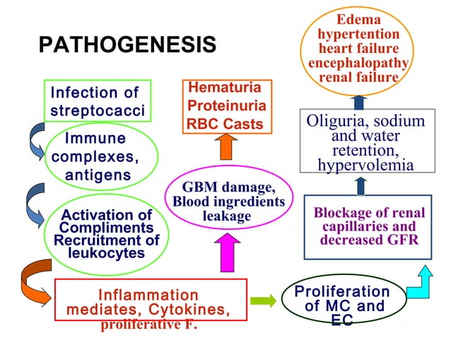 NEPHRITIC SYNDROME / APSGN IN CHILDREN | PPT