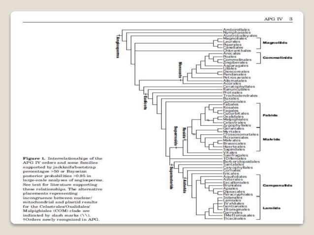 Clasificación taxonómica APG IV (Angiosperm phylogenetic groups) en el Herbario CHEP, ESPOCH