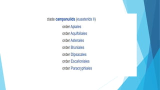 APG system of classification.pptx