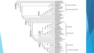 APG system of classification.pptx