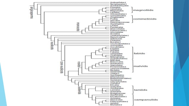 APG system of classification.pptx
