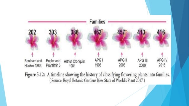 APG system of classification.pptx