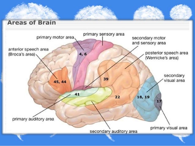 Aphasia and Other Related Disorders