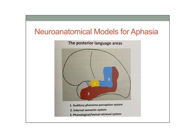 Aphasia and common aphasia syndromes.pdf