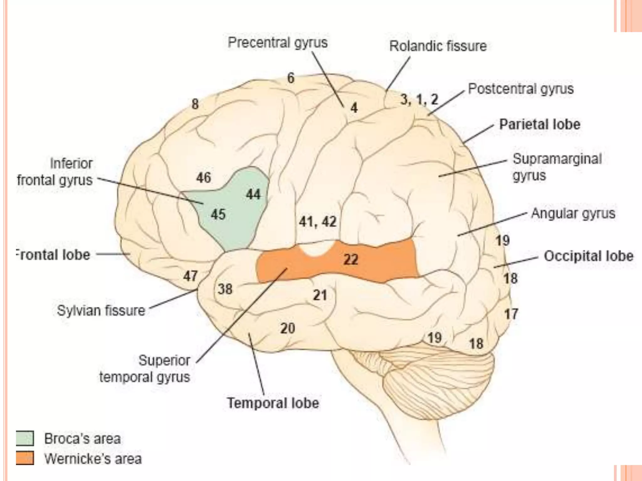 Aphasia and types | PPTX