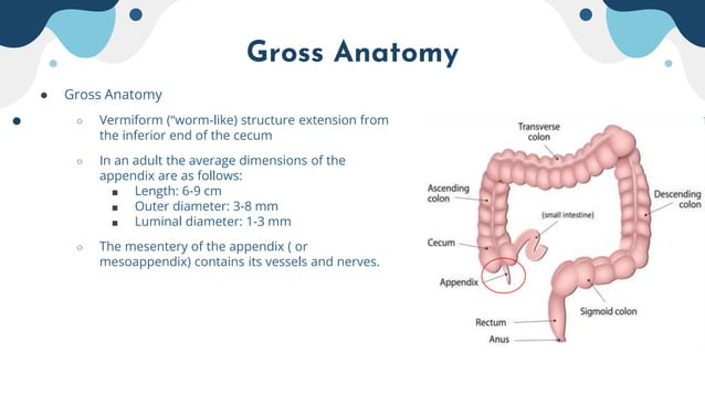 Appendicitis and Hernia.pptx