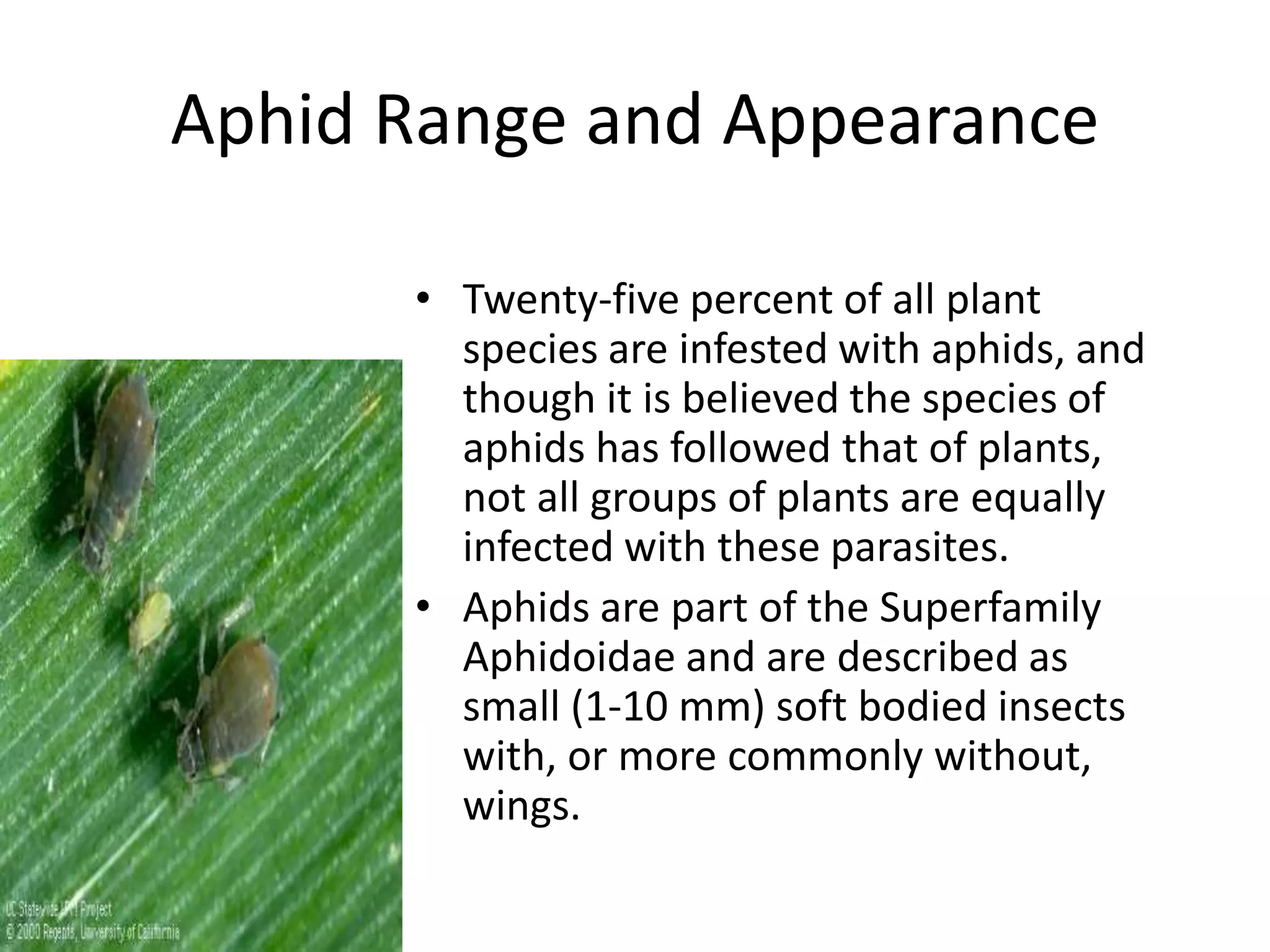 Aphid | PPTX
