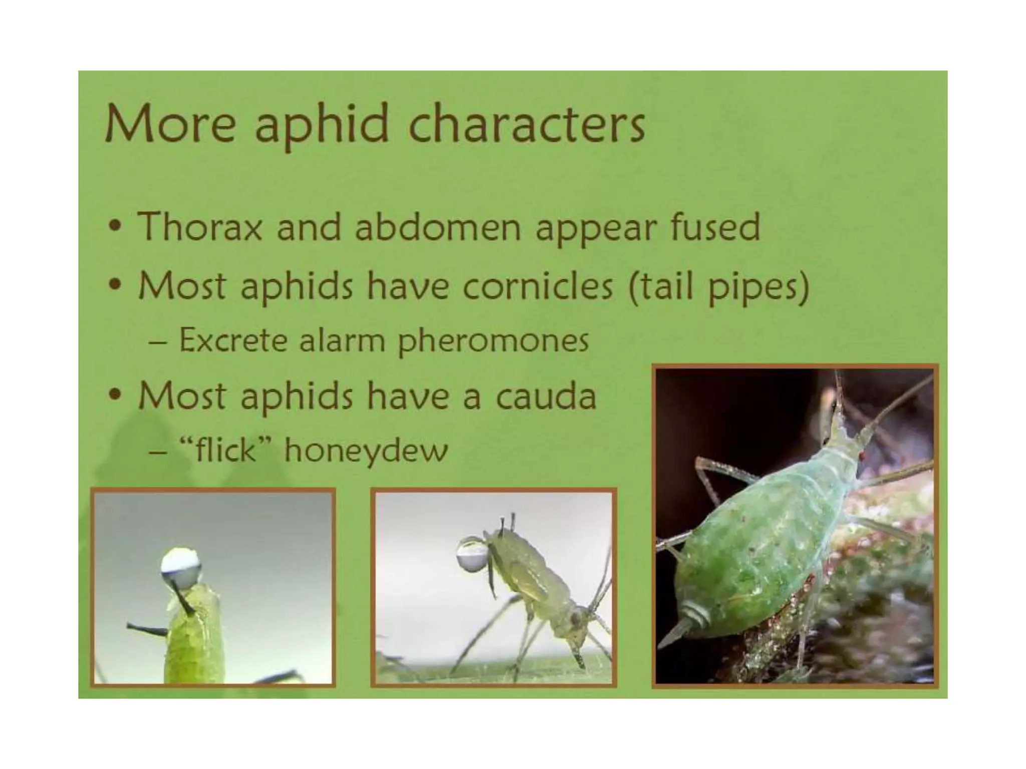 Aphid | PPTX