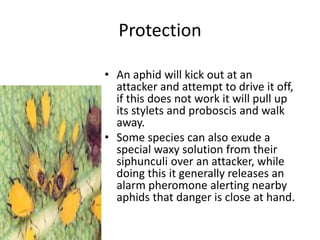 Aphid | PPTX