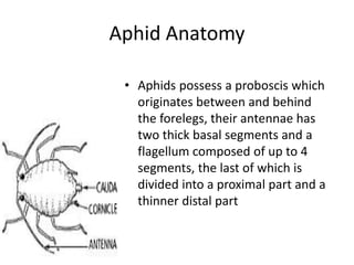 Aphid | PPTX