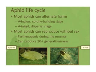 Aphid Life Cycle