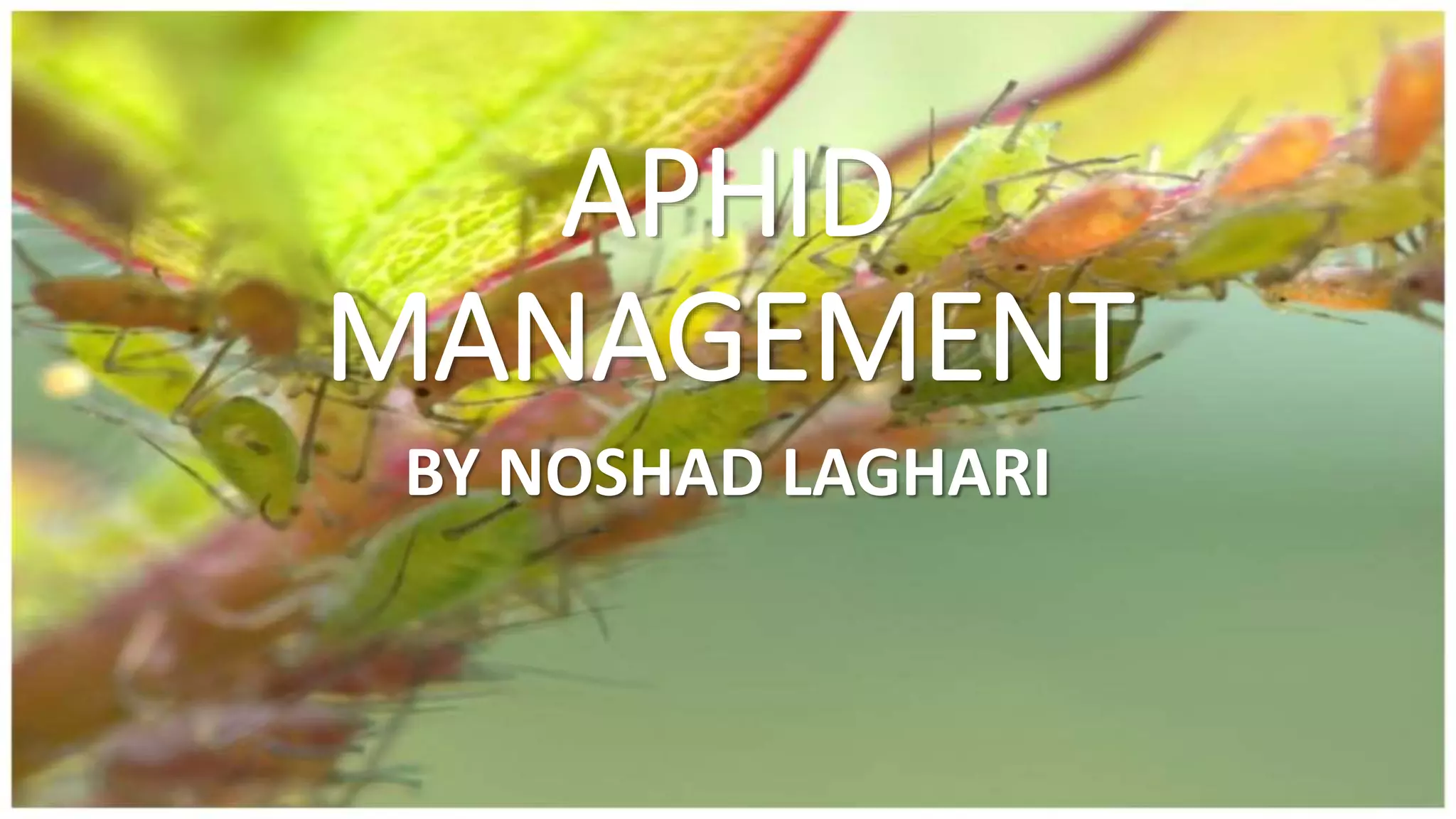 Aphid management | PPTX
