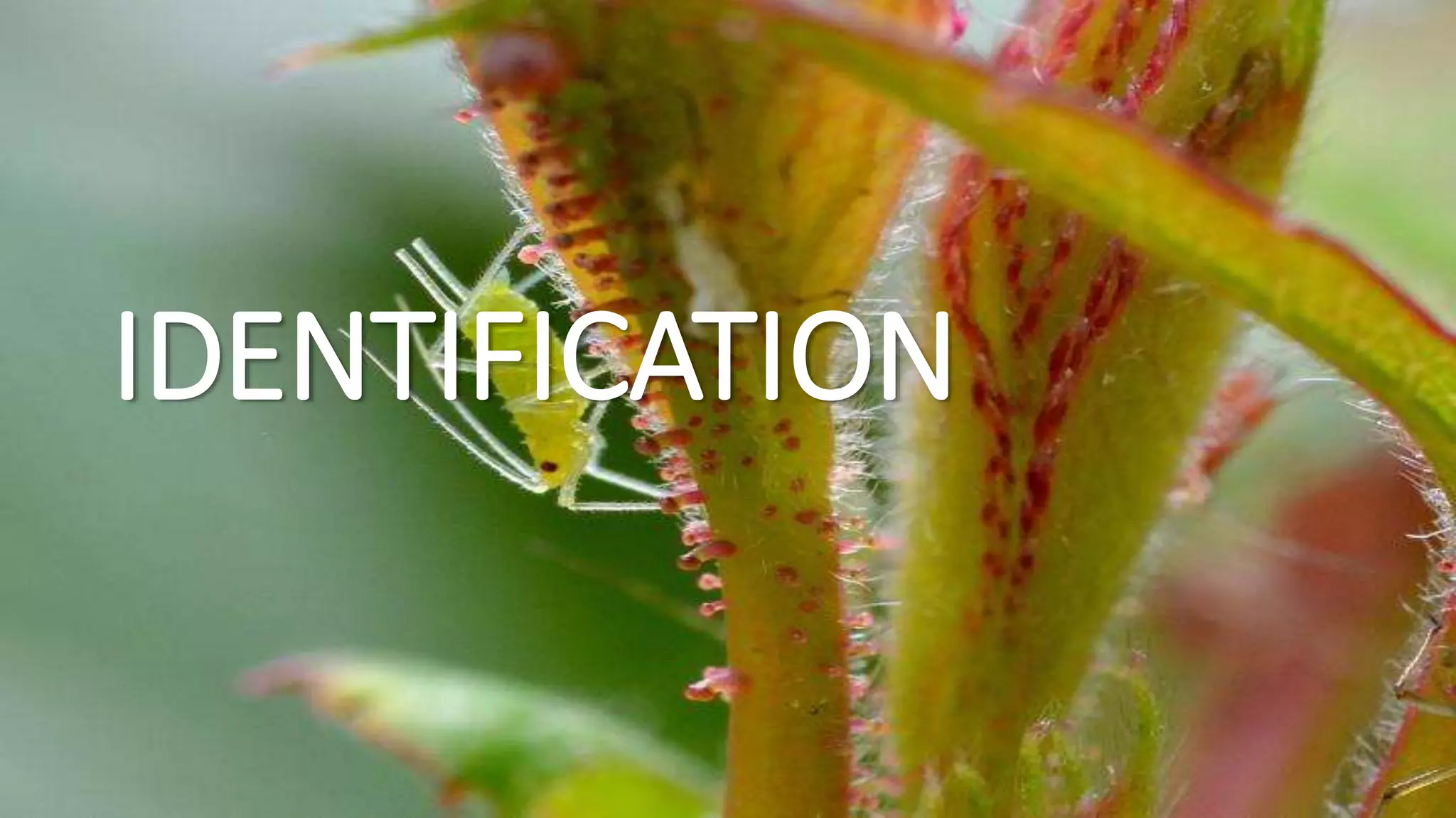 Aphid management | PPTX