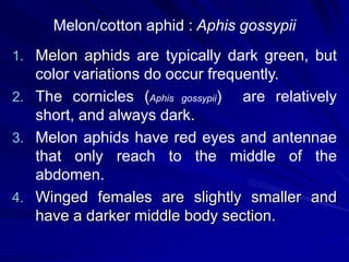 IPM - Aphid | PPT