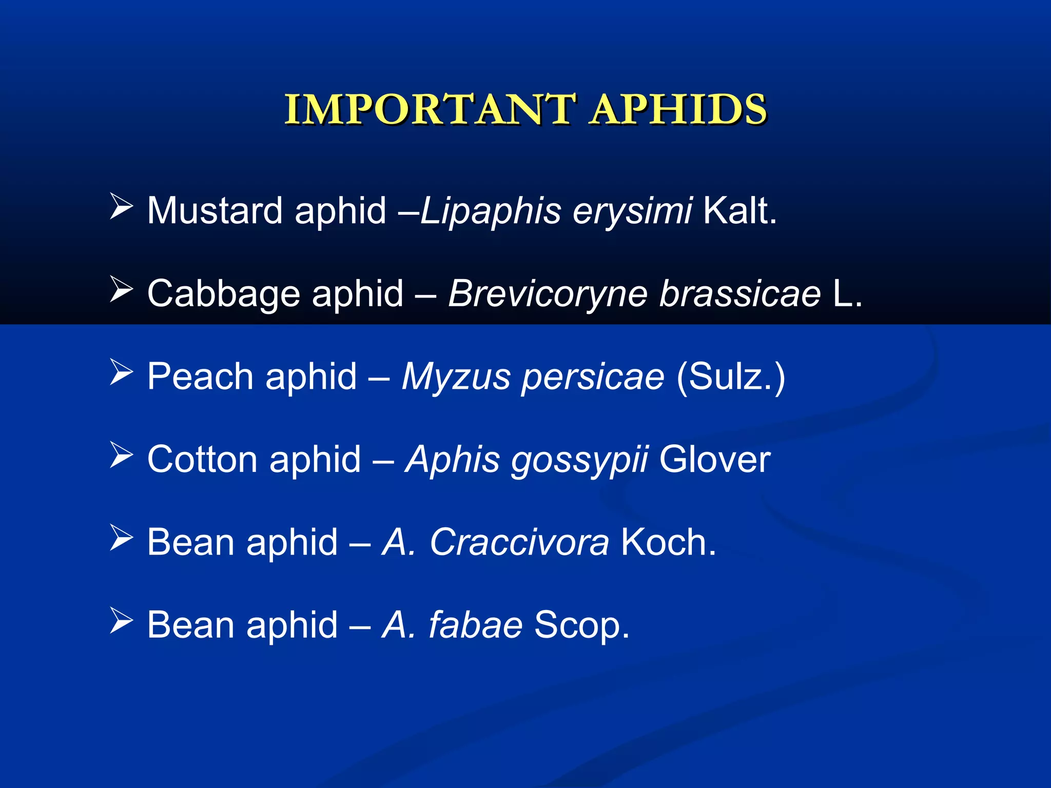 Aphids | PPT