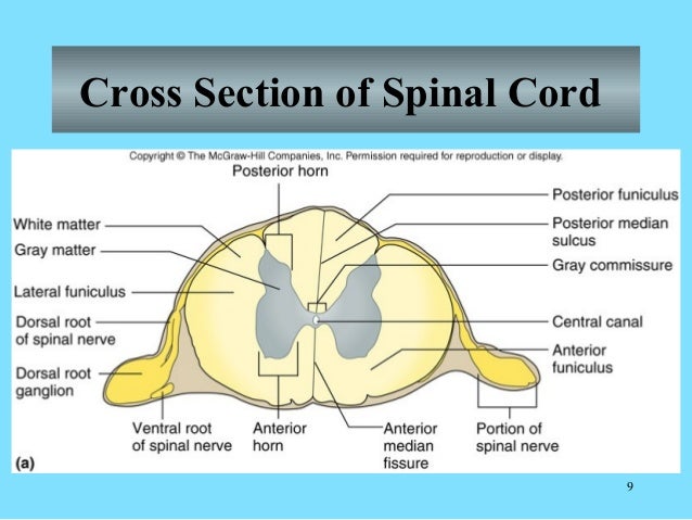 A & p holes' nervous 2