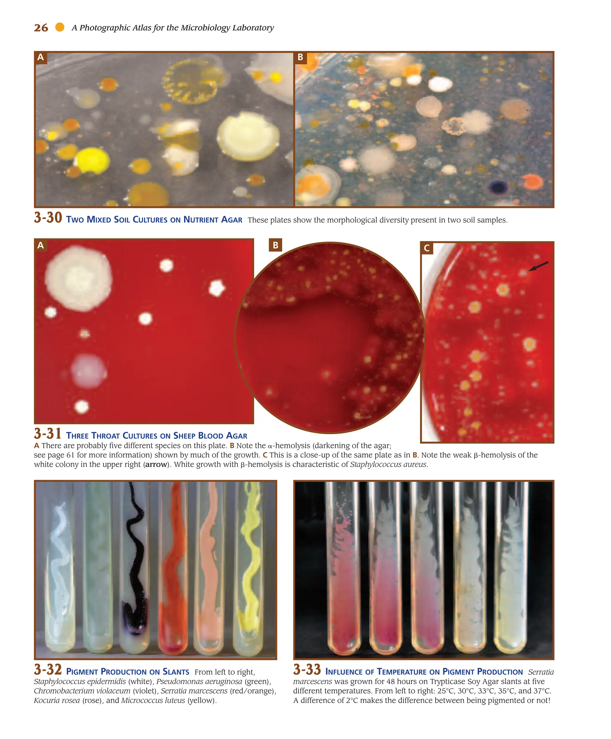 Atlas for the Microbiology Laboratory 4th ed (2011).pdf