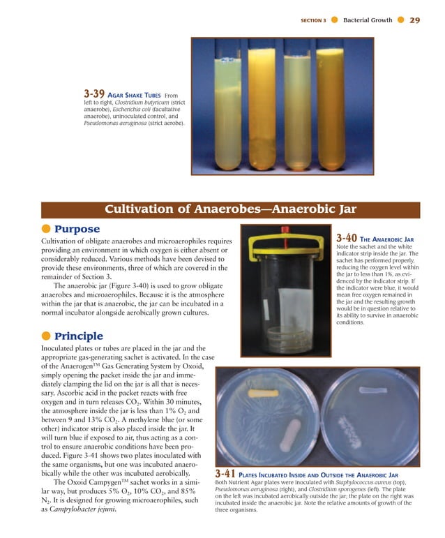 Atlas for the Microbiology Laboratory 4th ed (2011).pdf | Biological ...