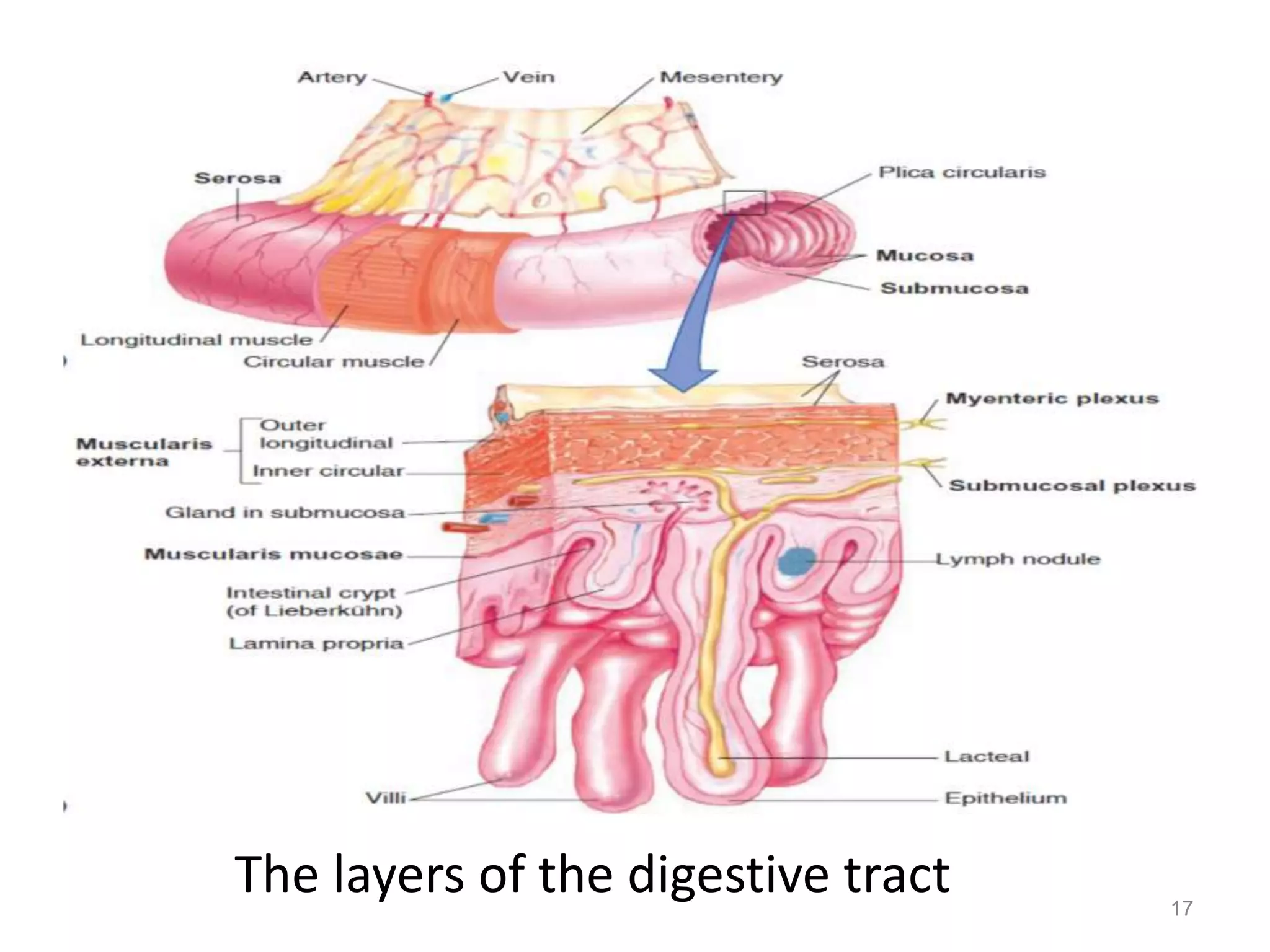 A PHYSIOLOGY of Digestive System.ppt