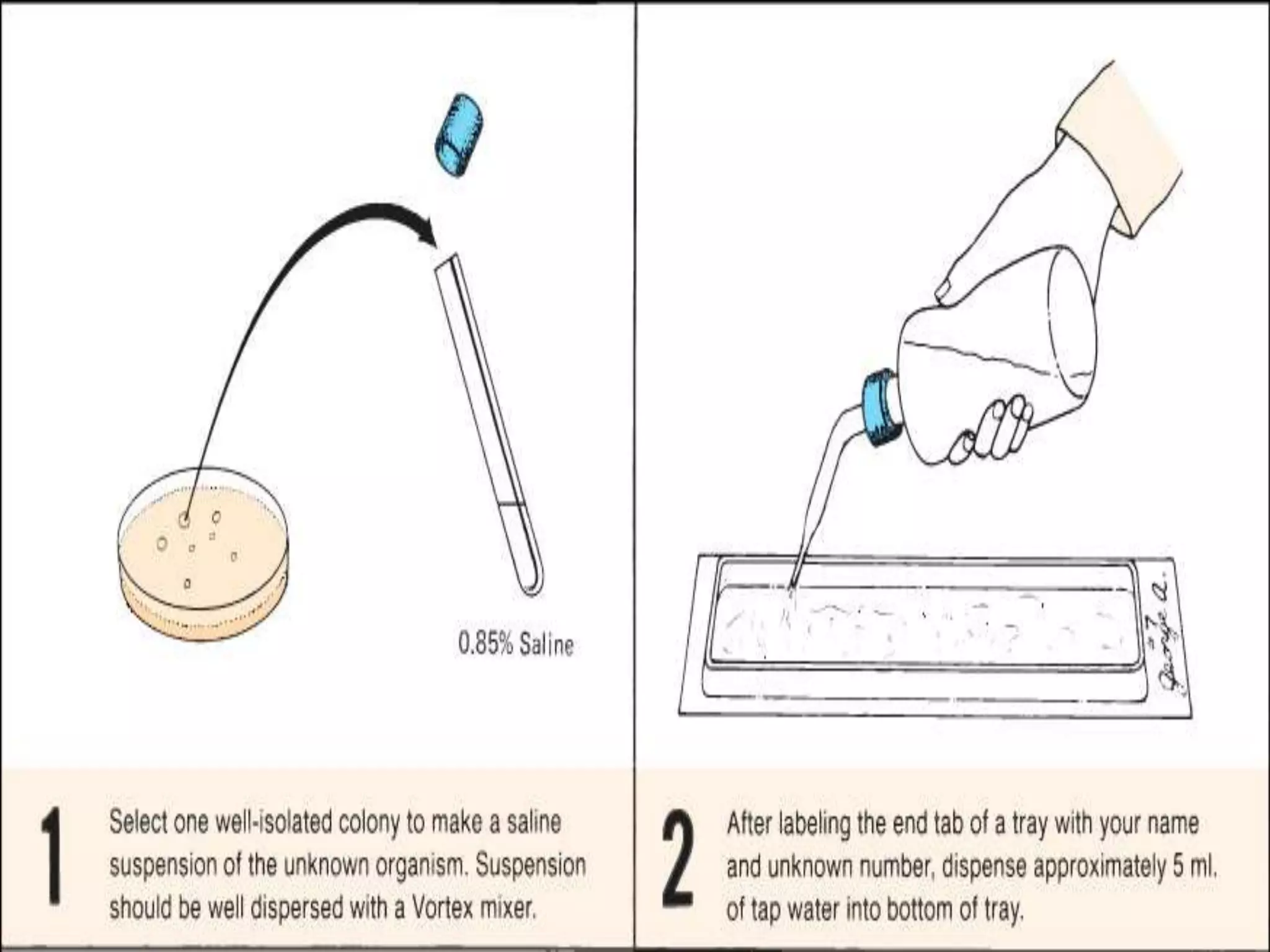 Analytical Profile Index (API) & Automated Machines | PPTX