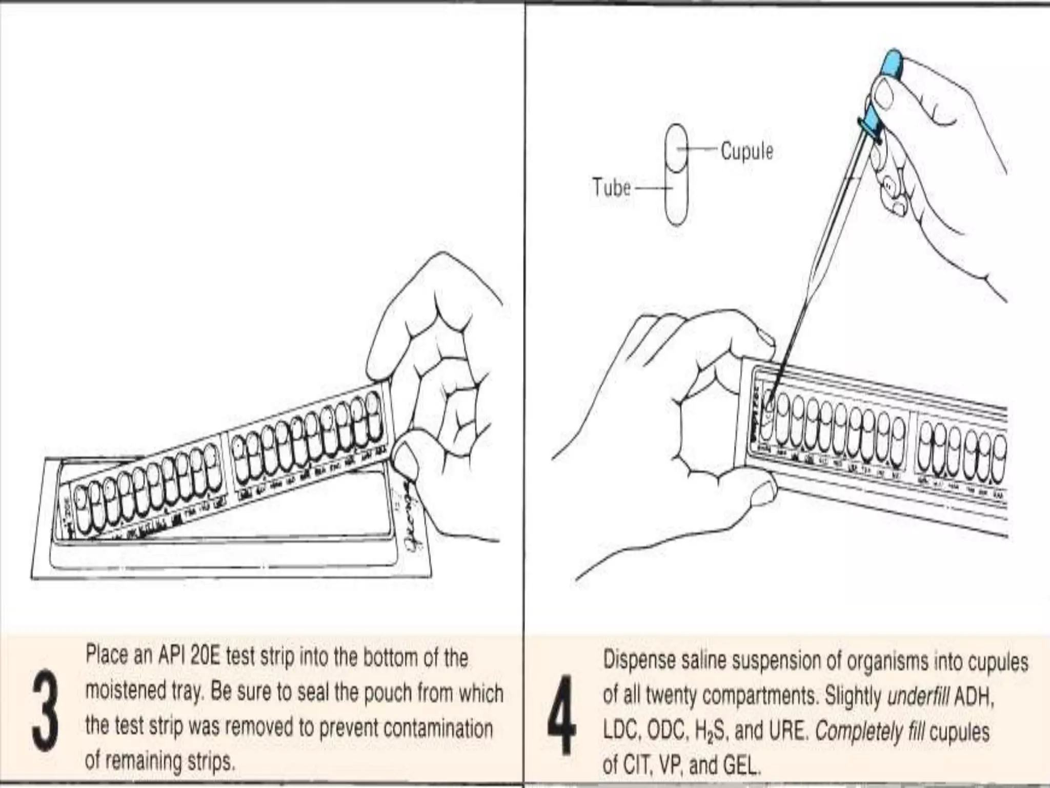 Analytical Profile Index (API) & Automated Machines | PPTX