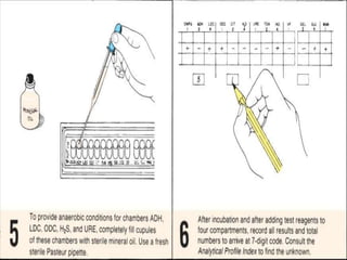 Analytical Profile Index (API) & Automated Machines | PPTX